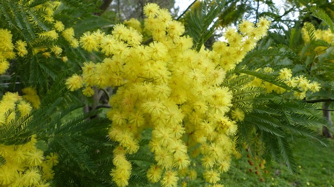 Ramo di mimosa o fiore in omaggio a una donna su due per l'8 marzo