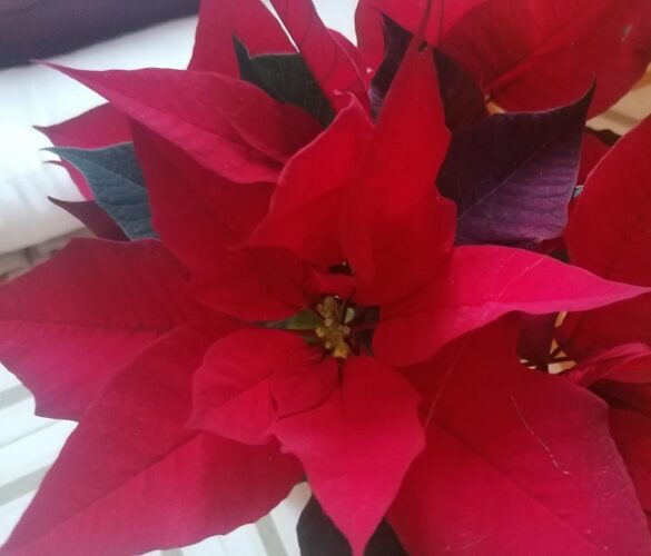 Stella di Natale: origine, significato, tradizione
