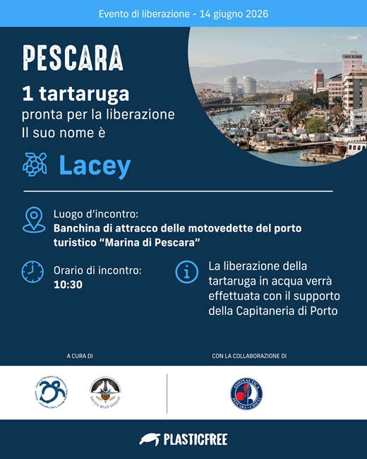 Pescara, Italian Turtle Day: il 14 giugno la liberazione della ...